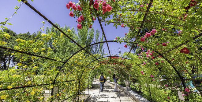 Rosaleda del Parque del Oeste | Turismo Madrid